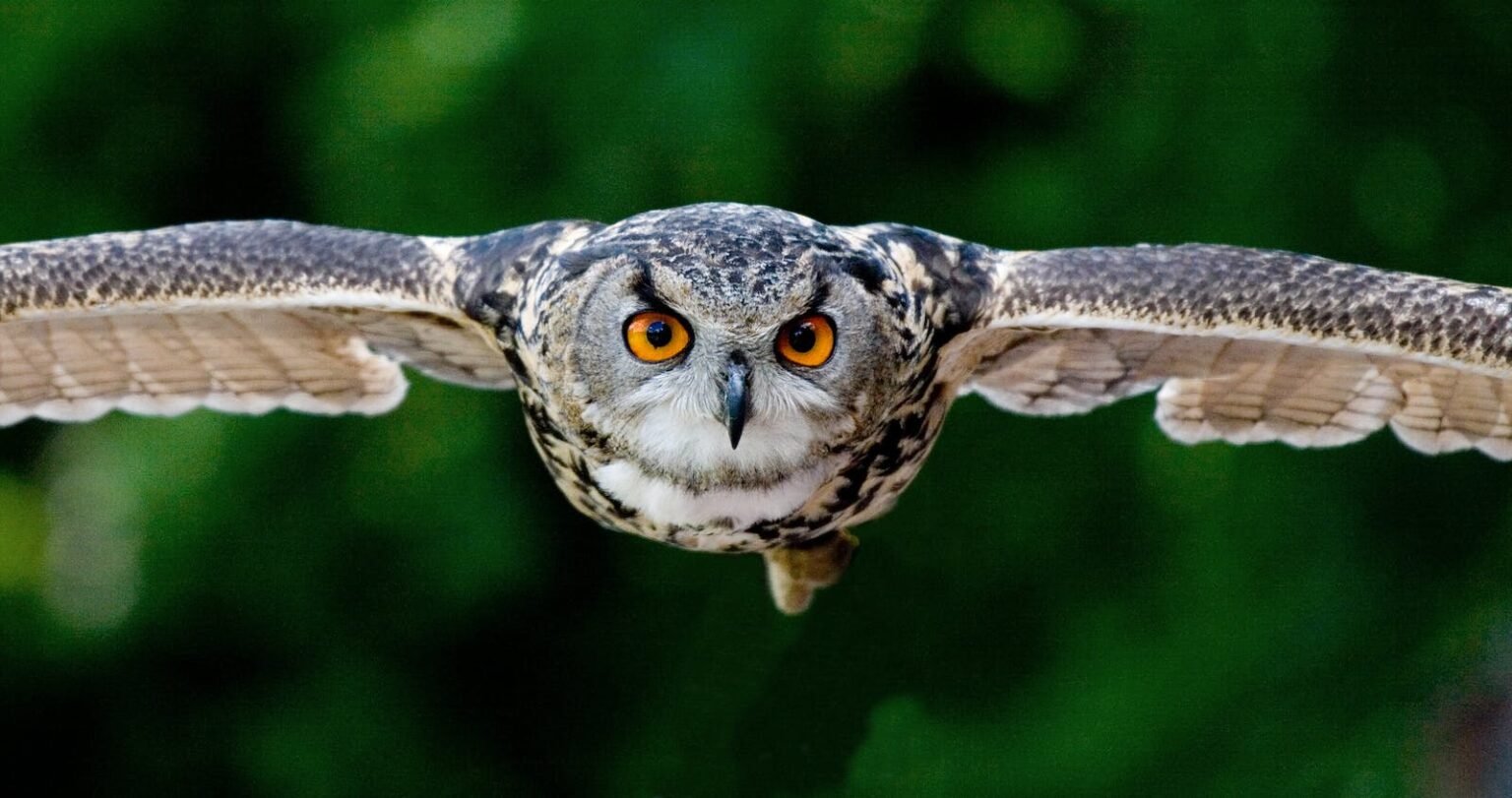 What Does An Owl Symbolize In The Bible?