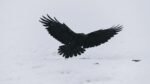 What do crows symbolize in the bible?