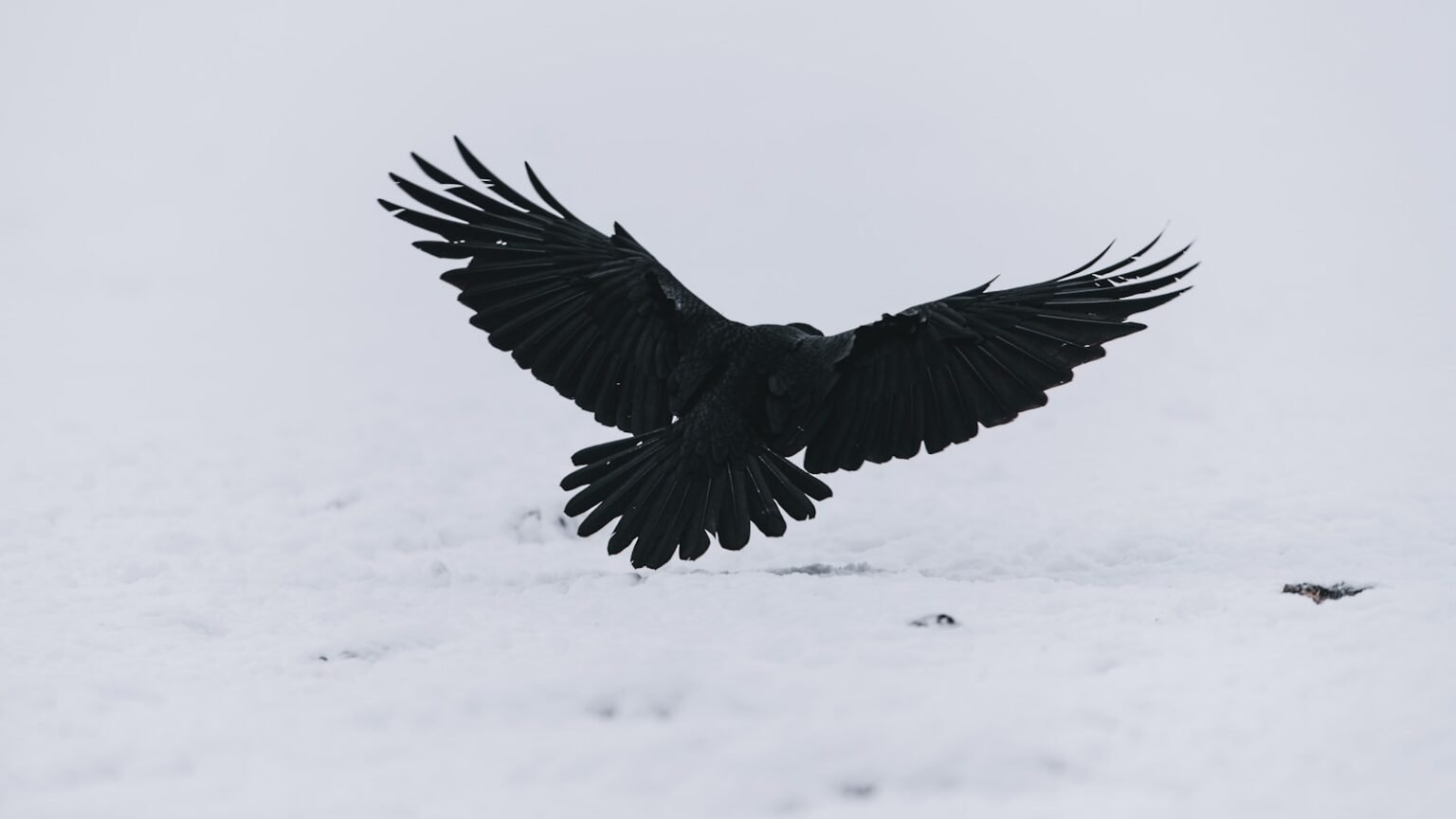 What do crows symbolize in the bible?