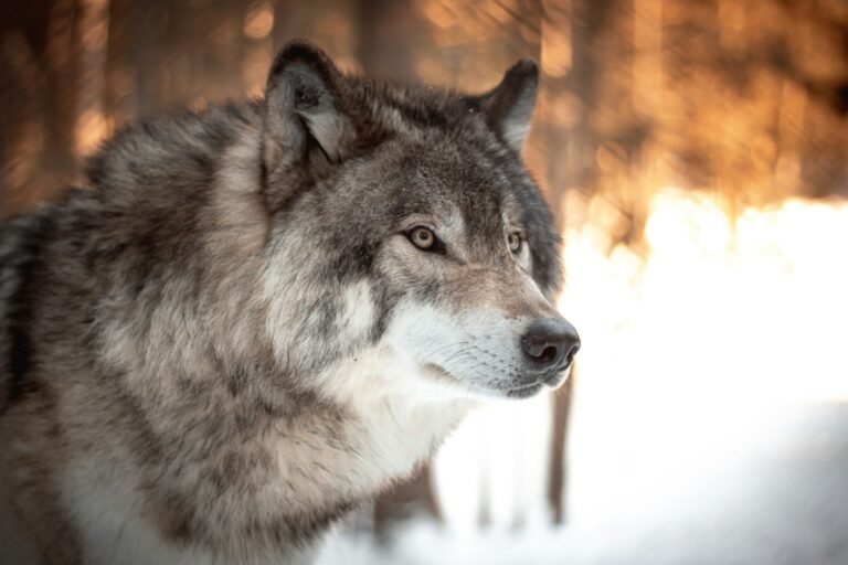 What does the wolf symbolize in the Bible?