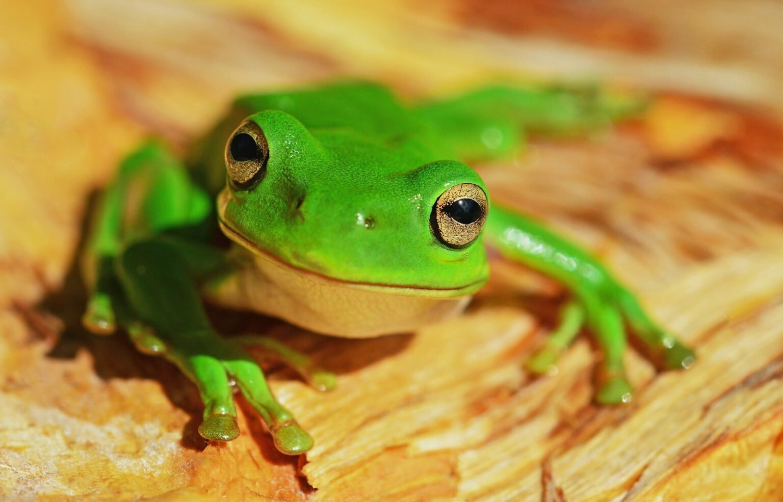 What do frogs symbolize in the Bible?