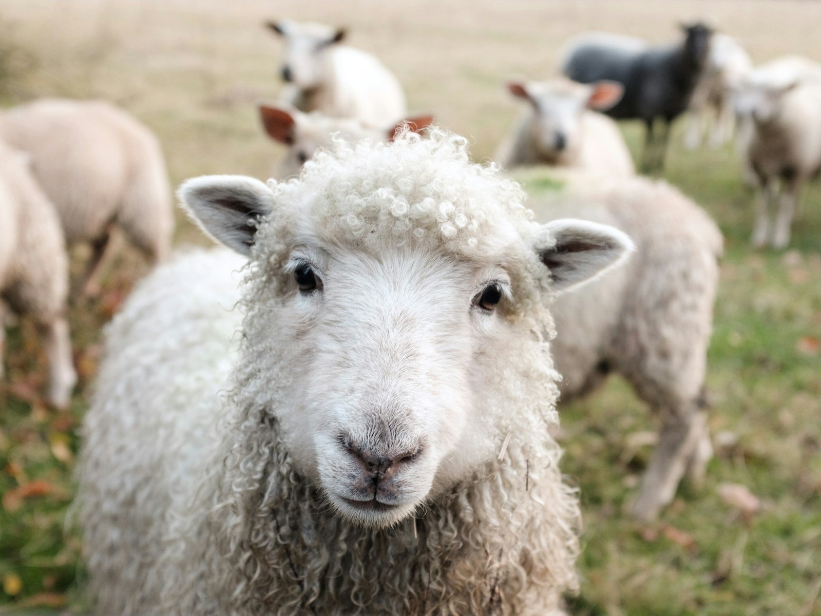 What does the lamb symbolize in the Bible?
