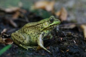 What do frogs symbolize in the Bible?
