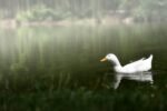 What Does Duck Symbolize In The Bible?