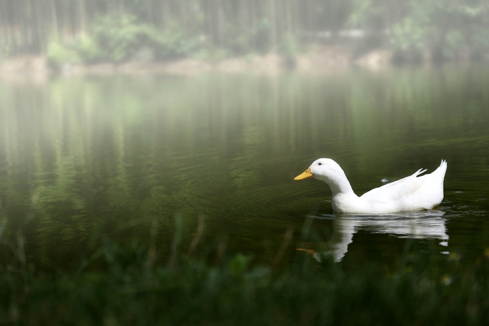 What Does Duck Symbolize In The Bible?