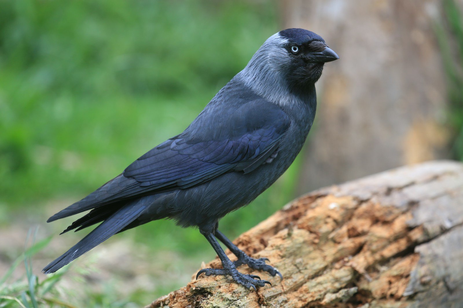 What Does Jackdaw Symbolize In The Bible