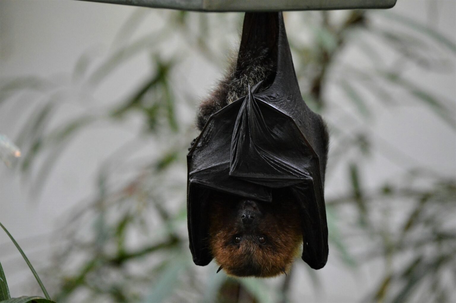 What Does Bat Symbolize In The Bible?