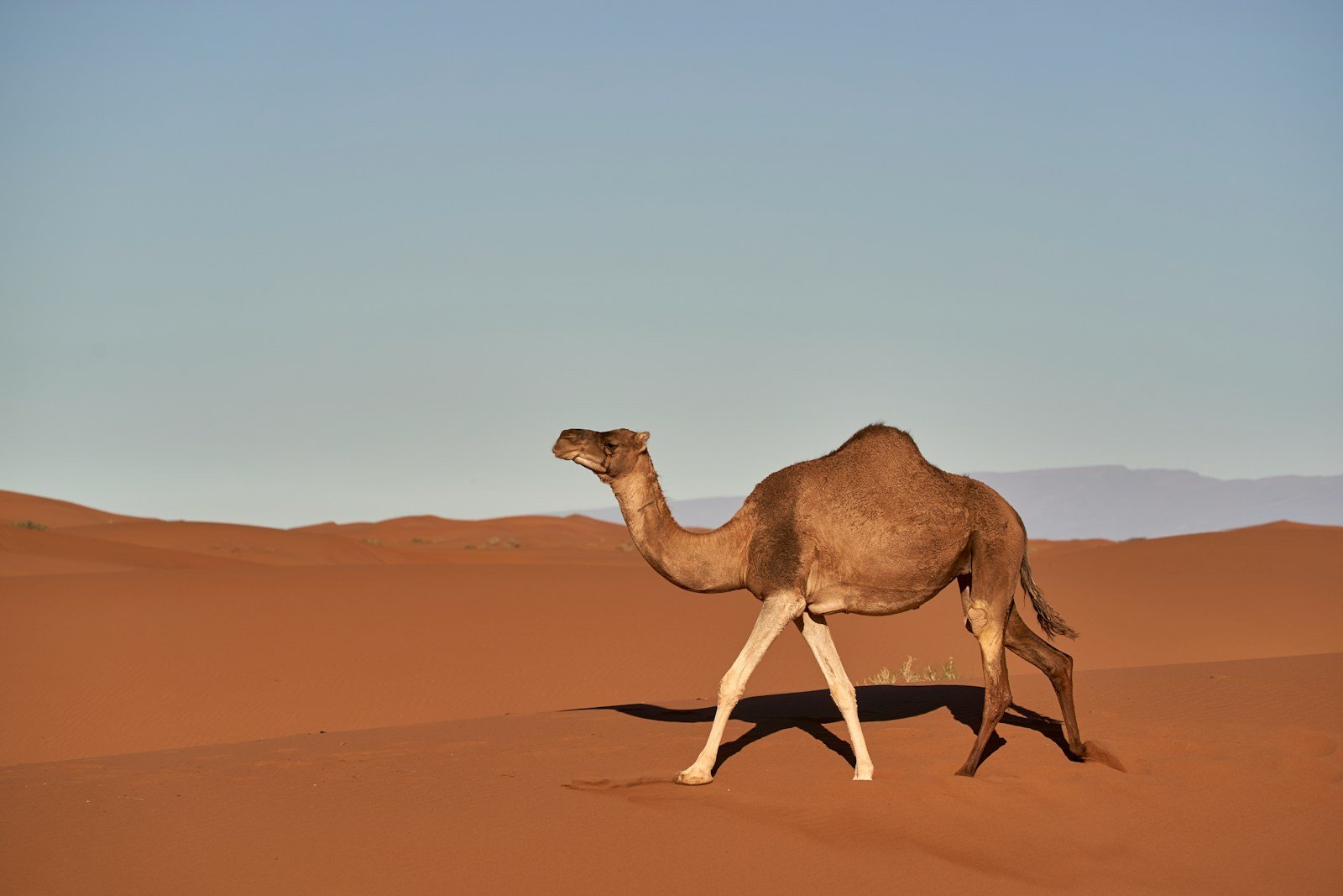 What does camel symbolize in the Bible?
