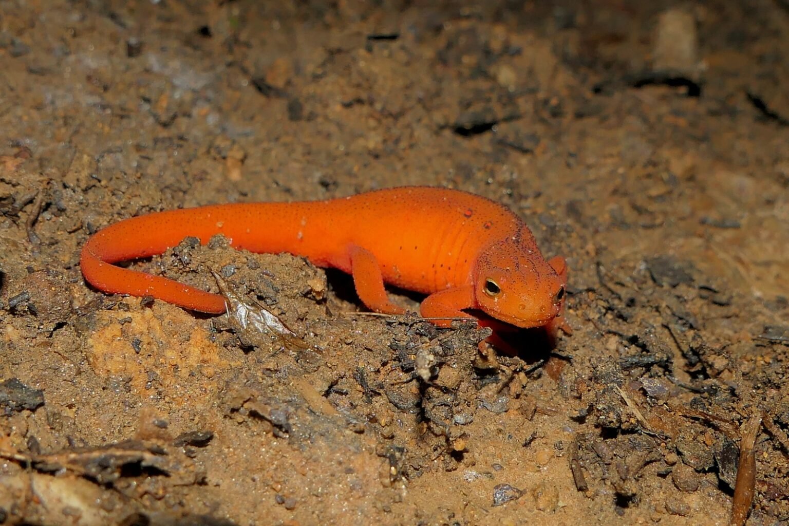 What Does Newt Symbolize In The Bible?
