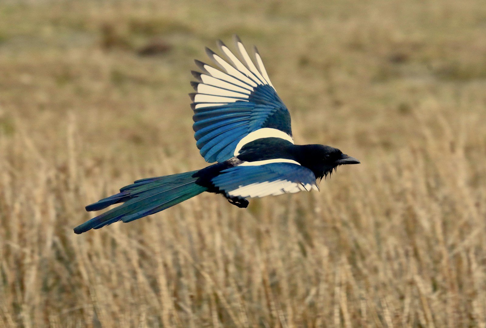 What Does Magpie Symbolize In The Bible?