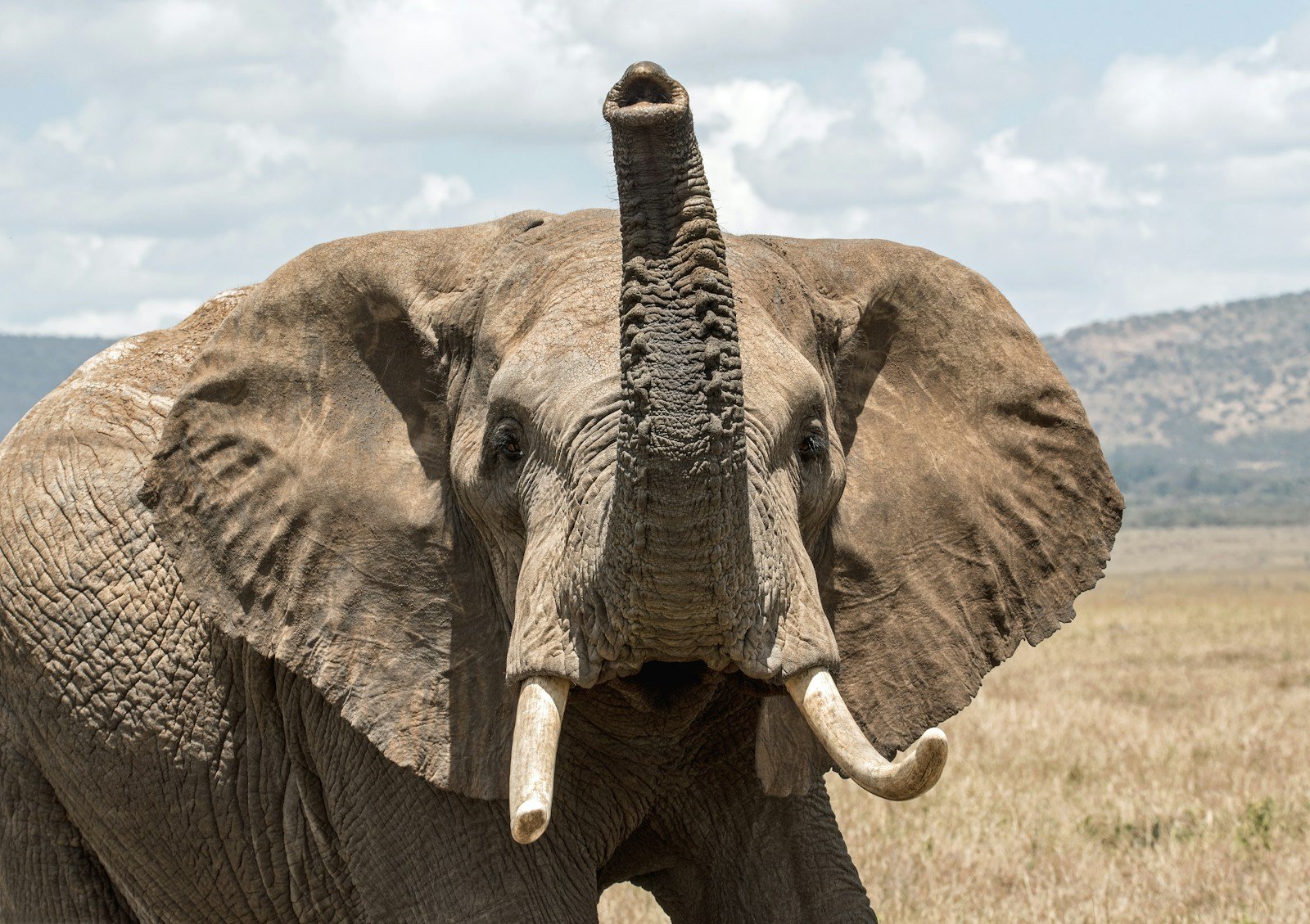 What Does Elephant Symbolize In The Bible?