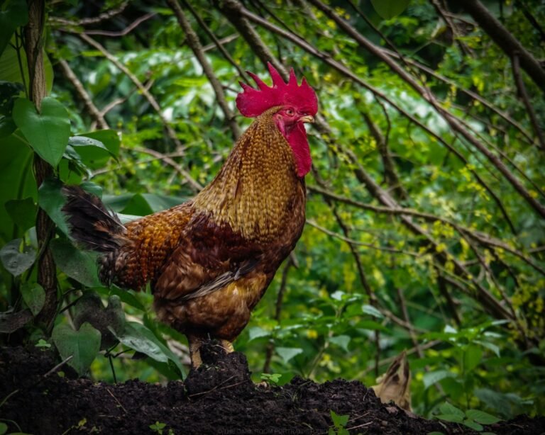What Does A Rooster Symbolize In The Bible?