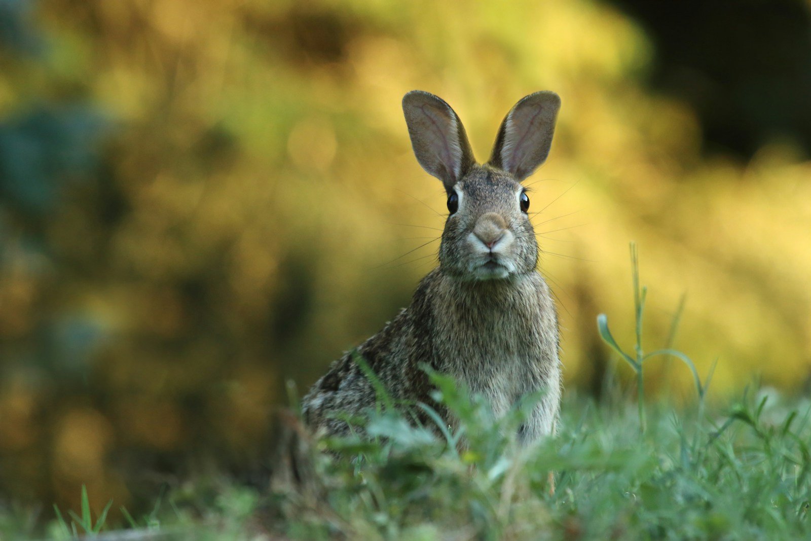 What Does A Rabbit Symbolize In The Bible?